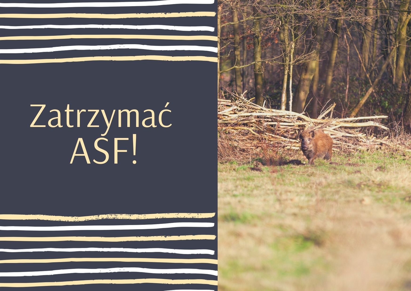 Działania związane z programem „Ograniczenie rozprzestrzeniania się ...