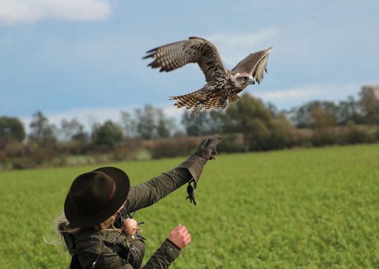 Egzamin na sokolnicze uprawnienia do polowania 10 września 2022 ...