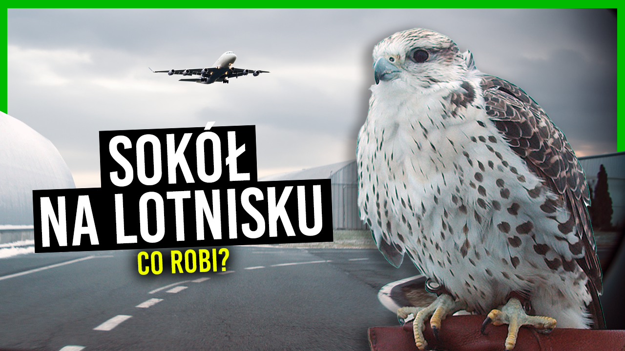 Dlaczego sokoły pracują na lotnisku? Relacja z Modlina - Polski Związek ...